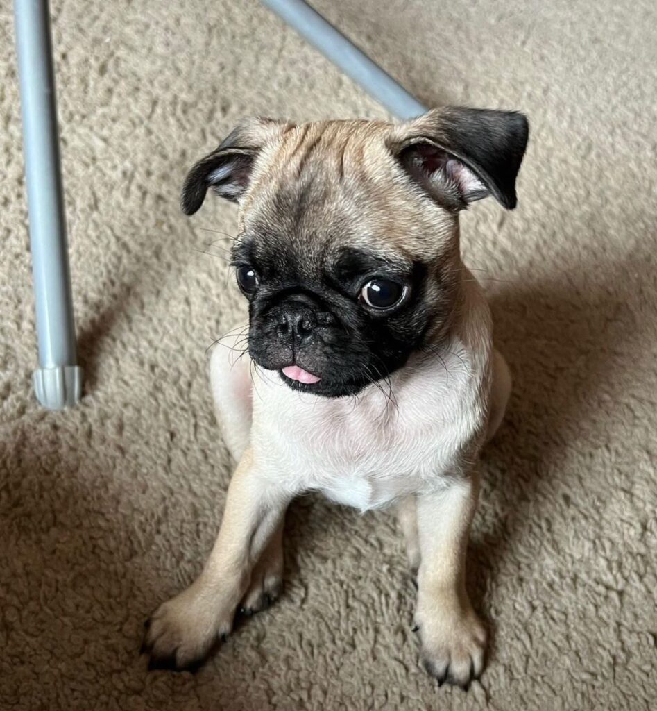 Black and Tan Pug Puppies for Sale | Buy Black and Tan Pug USA