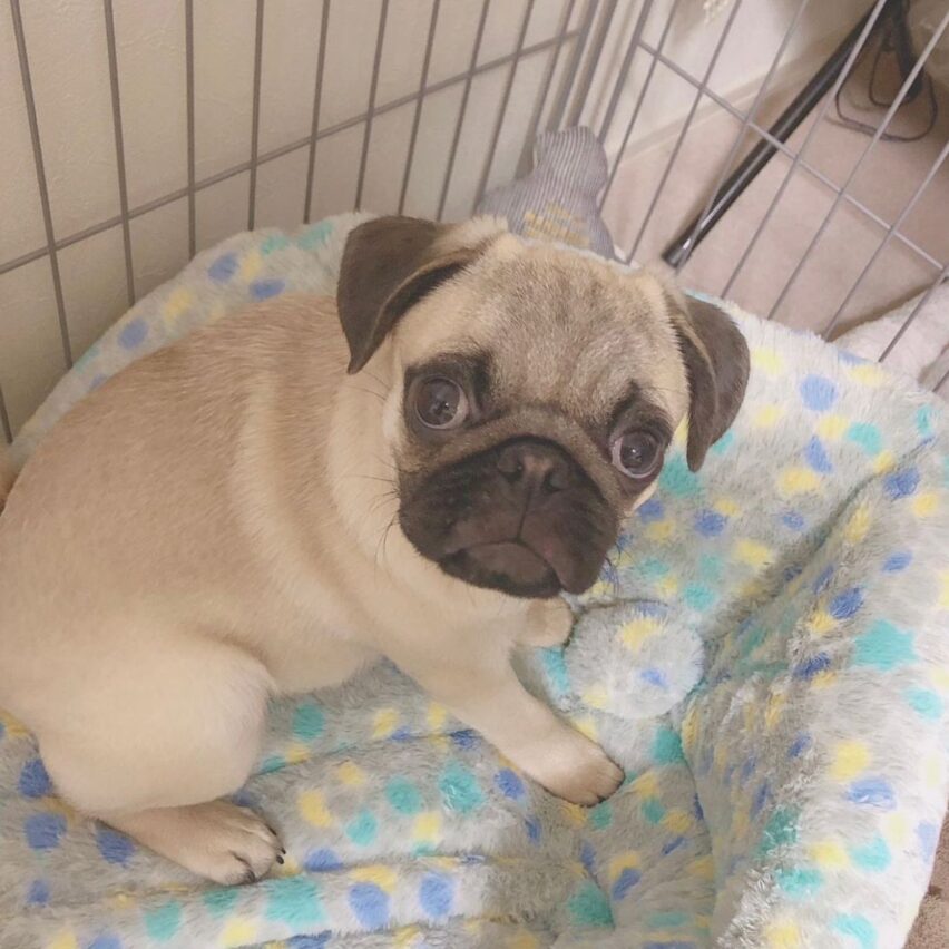 Petla Pug Puppies for Sale Under $1000 near me | Buy A Baby Pug