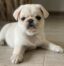 Micro Teacup Pugs For Sale Near Me | White Pugs for Sale USA
